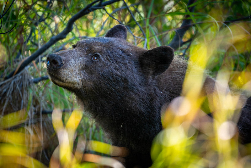 Guide to preventing bear "break-ins" | Hey Bear
