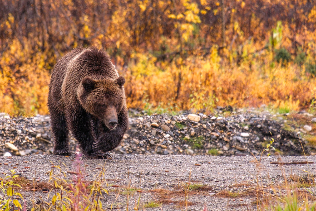 Grizzly bear euthanized after series of conflicts with chicken coops ...