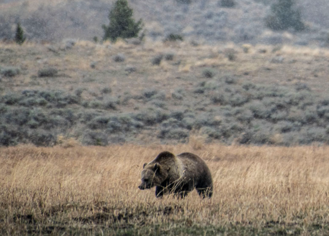 Three grizzly bears test positive for highly pathogenic avian influenz ...