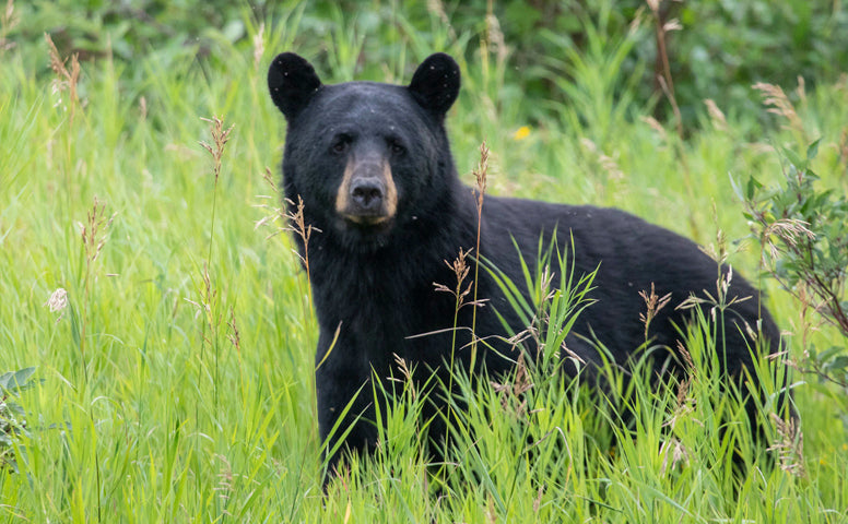 Be Bear Aware | Hey Bear