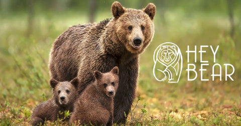Hey Bear: Awareness For Safe & Responsible Coexistence In Bear Country